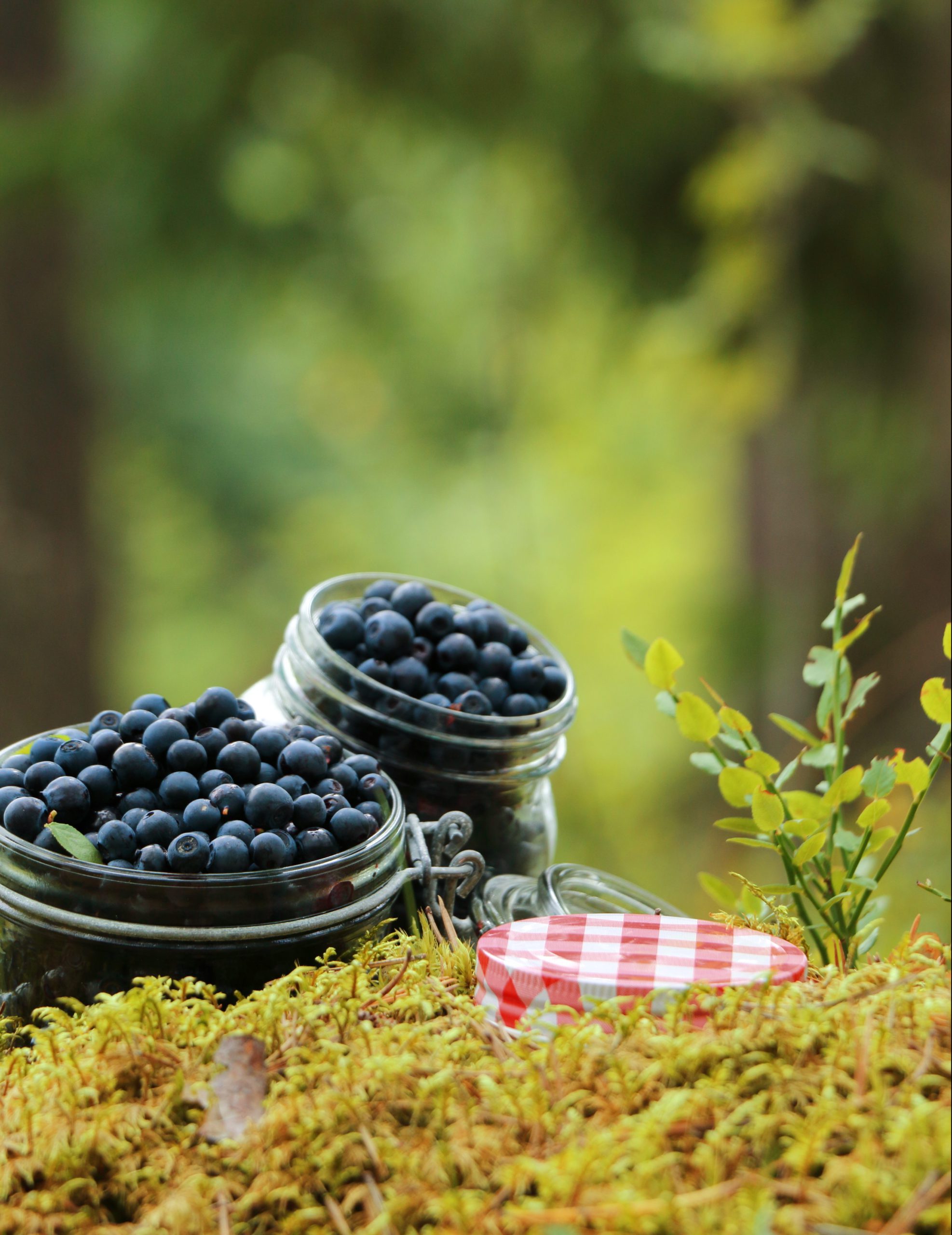 Mustikkasoppa – kotimaisen superkeiton äärellä